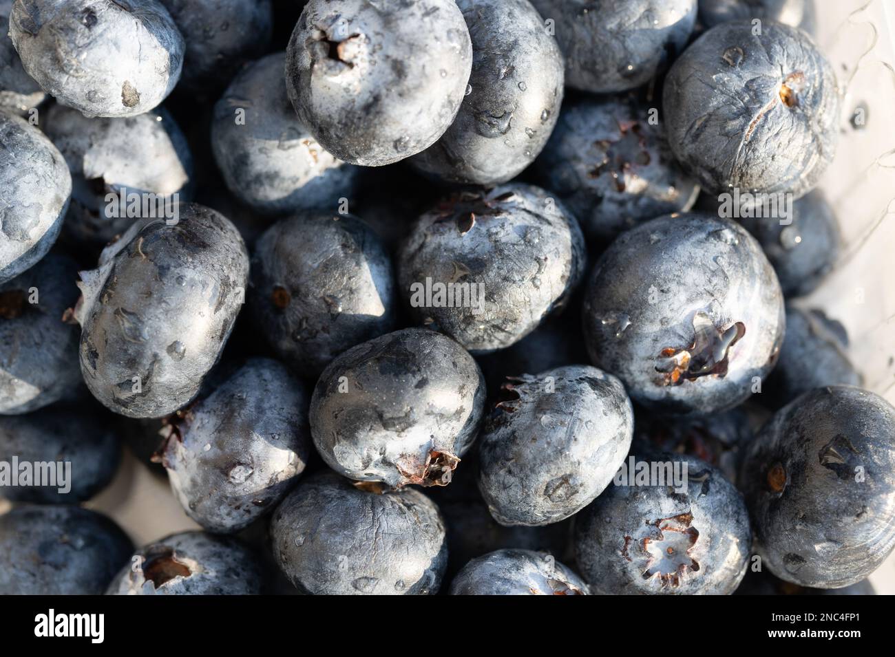Fresh blueberry background. Texture blueberry berries close up ...