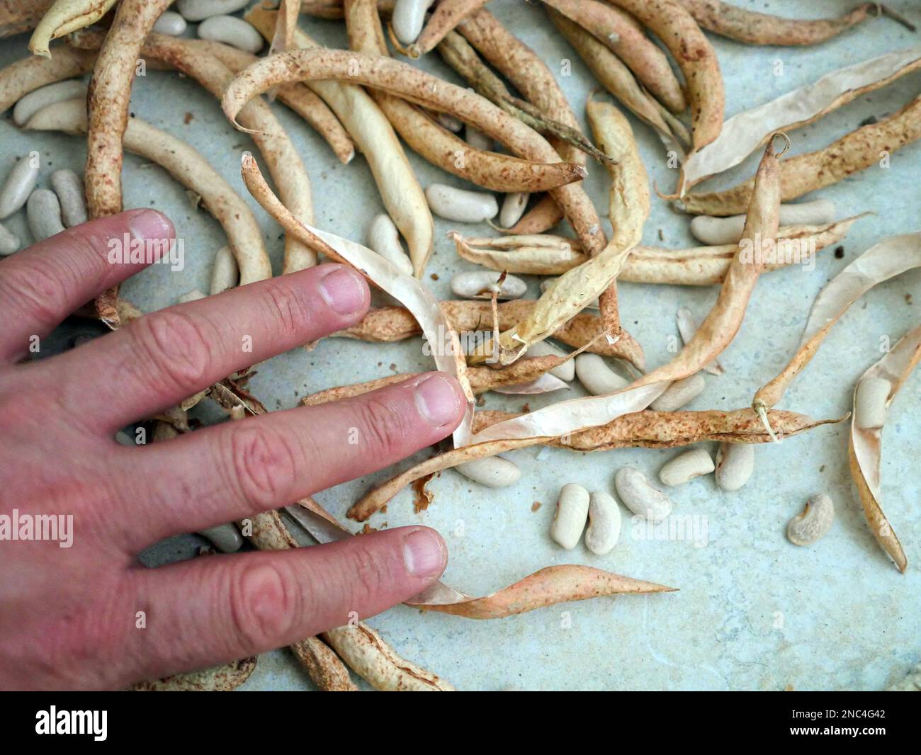 Bean seeding process hi-res stock photography and images - Alamy
