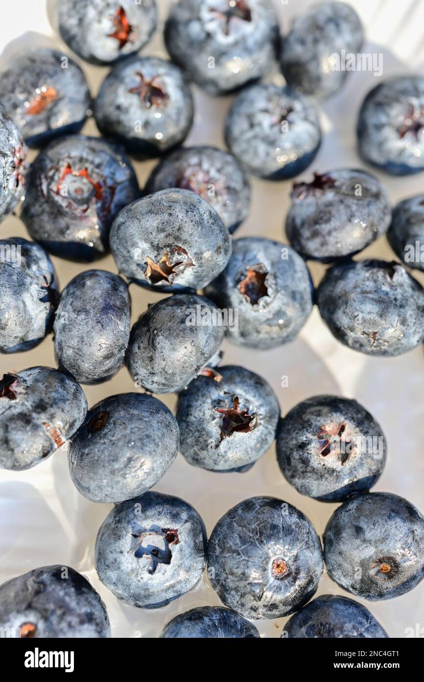 Fresh blueberry background. Texture blueberry berries close up ...