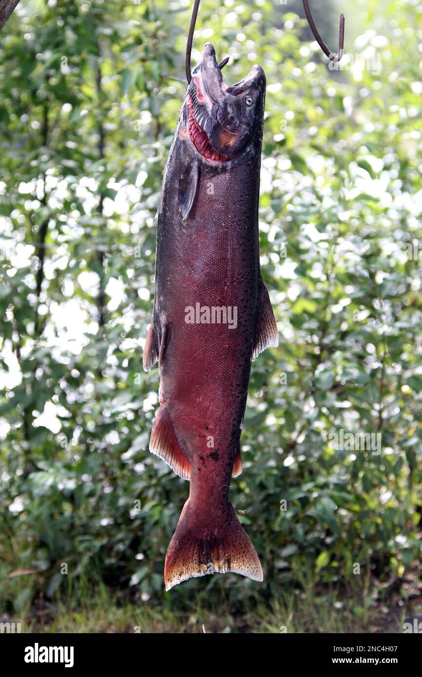Salmon fishing at the Klutina River in Copper Center, Alaska Stock ...