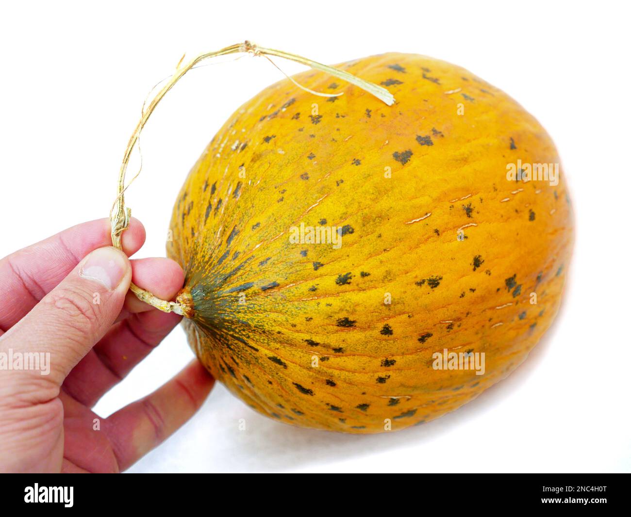 a hand touching ripe yellow melon on white background,close-up melon ...