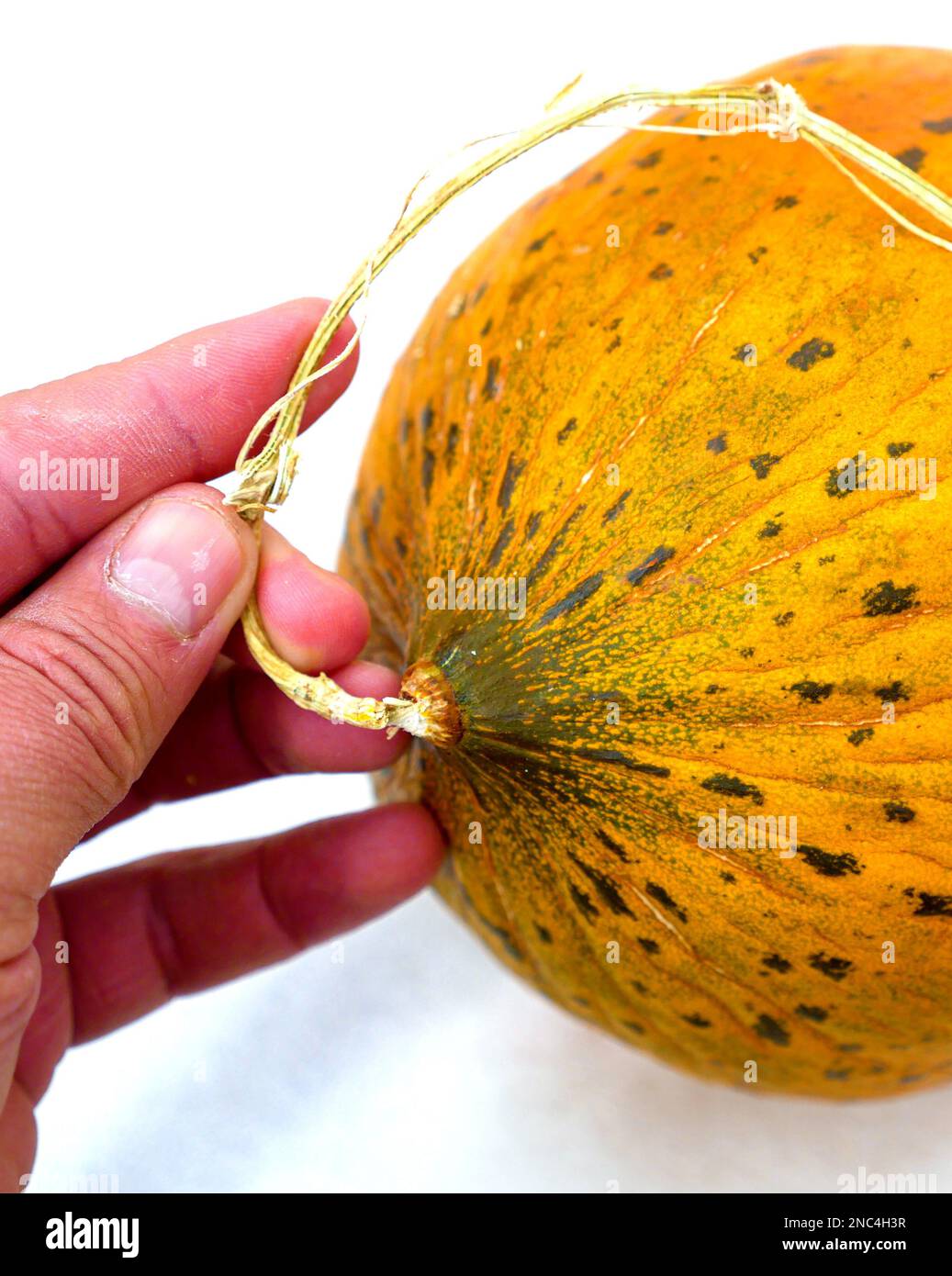 a hand touching ripe yellow melon on white background,close-up melon ...