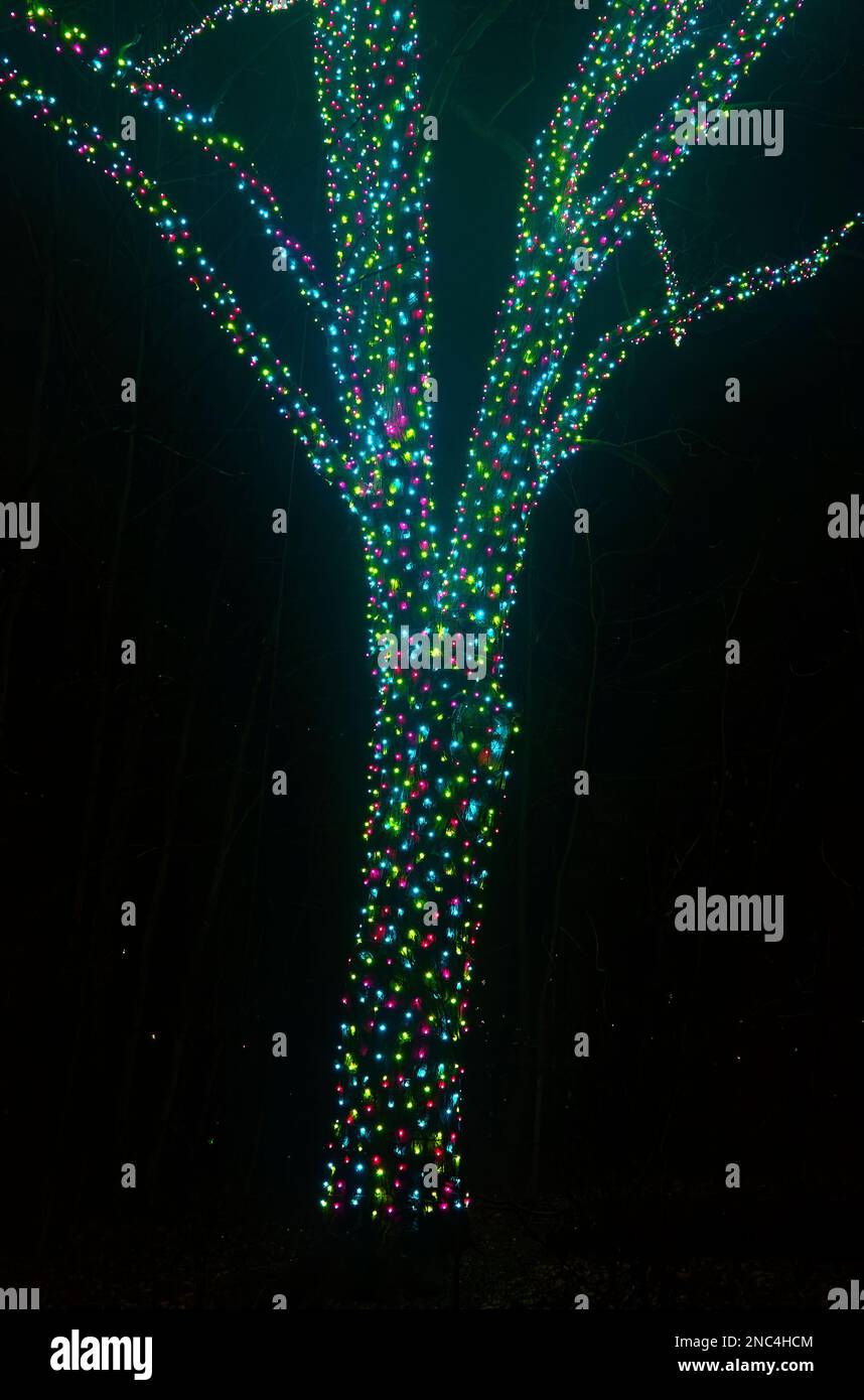 tree trunk and branches, wrapped in multi-color lights, festive, black ...