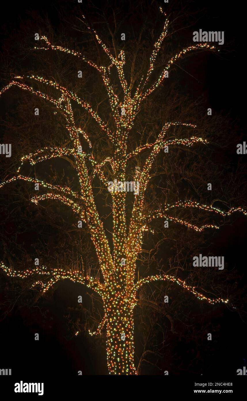 large tree covered with lights, multicolor, festive, holiday, Christmas ...