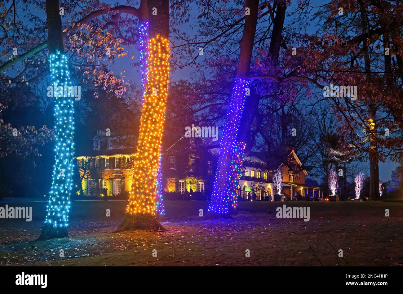 Lighted Holiday Images Of Tree Trunks Forest Trees | Tree Trunk Trees