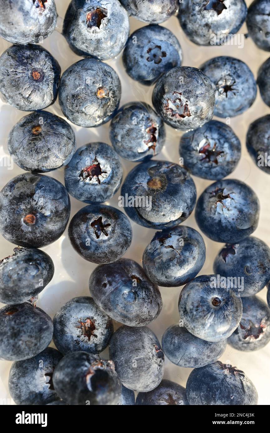 Fresh blueberry background. Texture blueberry berries close up ...