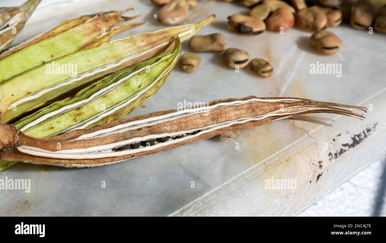 process of getting okra seeds at home, seed okra fruit, seed okra Stock ...