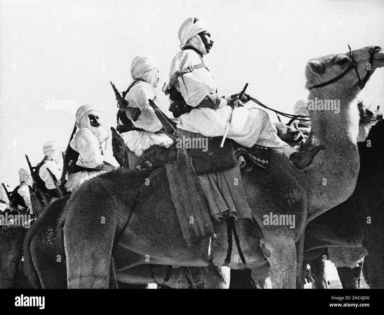 Free French colonial soldiers in Africa mounted on camelback as are ...