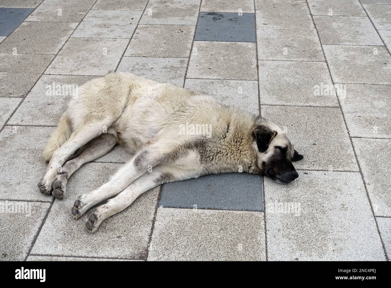 dogs living on the street, a dog on the street is lying on the pavement ...