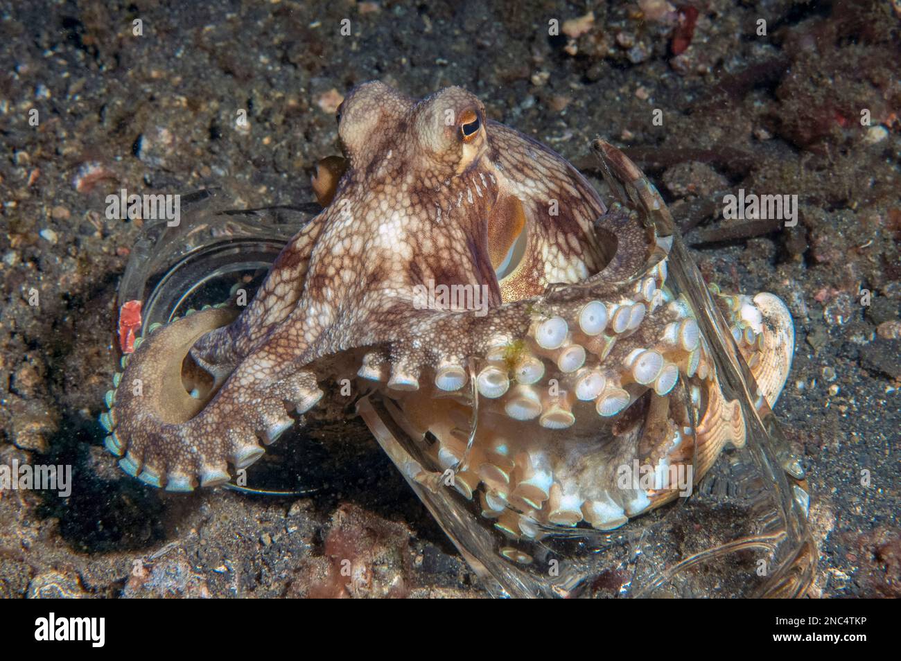 Veined Octopus, Amphioctopus marginatus, in broken glass, Jahir dive ...