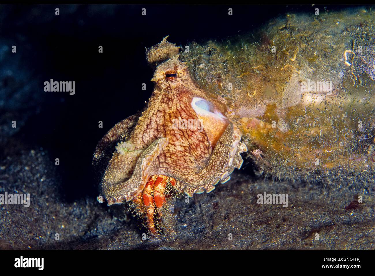 Paguroidea glass hi-res stock photography and images - Alamy