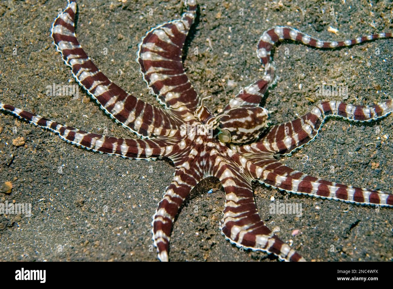 Mimic Octopus, Thaumoctopus mimicus, with extended skirt hunting on ...