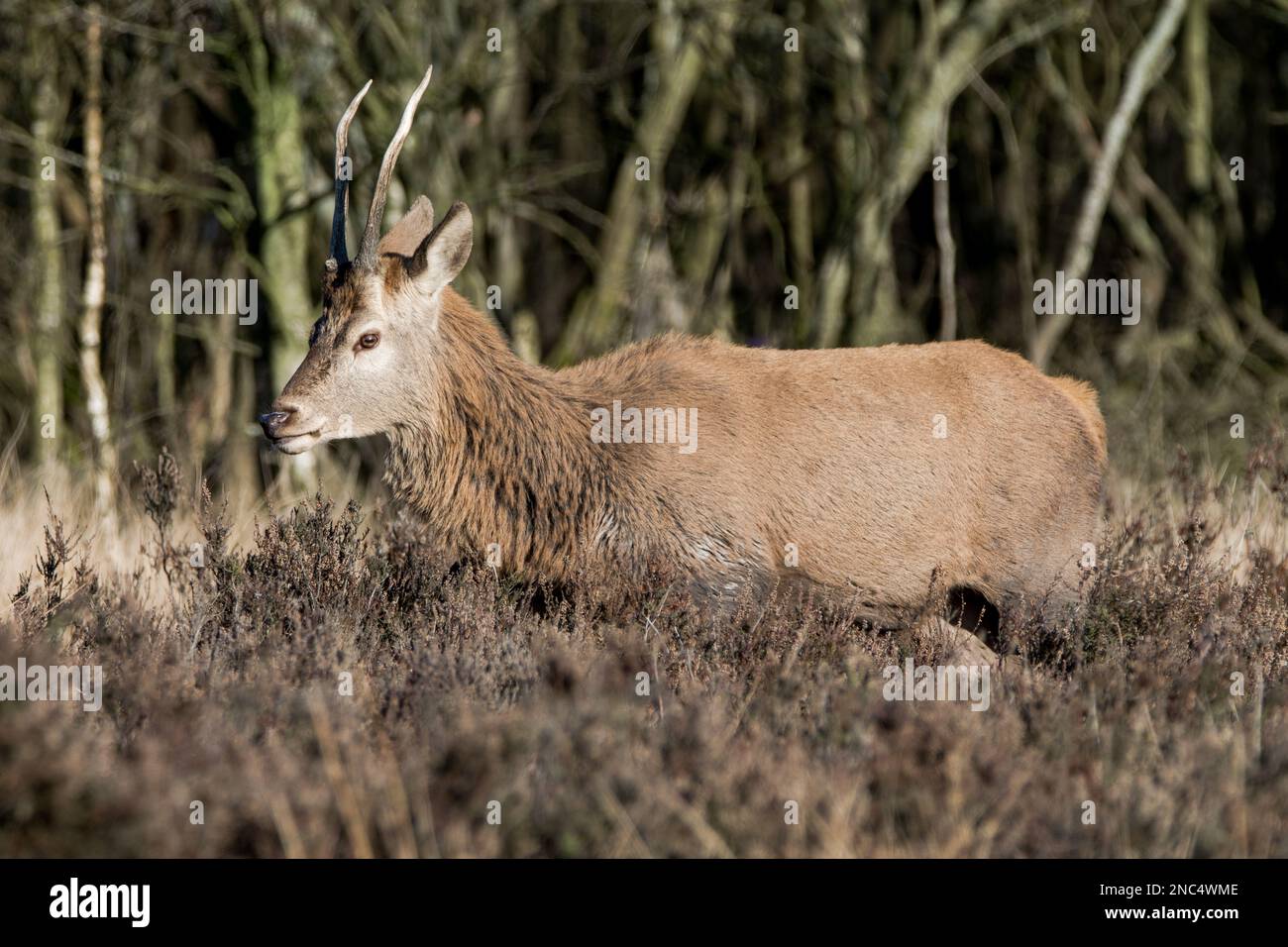 A stunning young Red Deer Buck in the winter sun, roaming and grazing ...