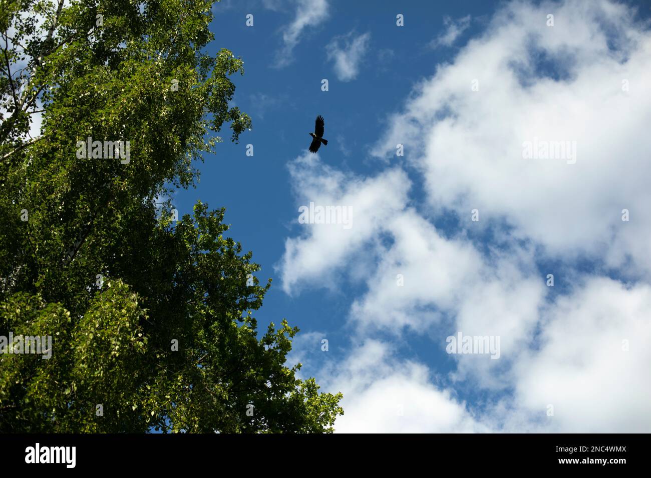 Crows in sky. Large black bird flies into forest. Details of nature ...