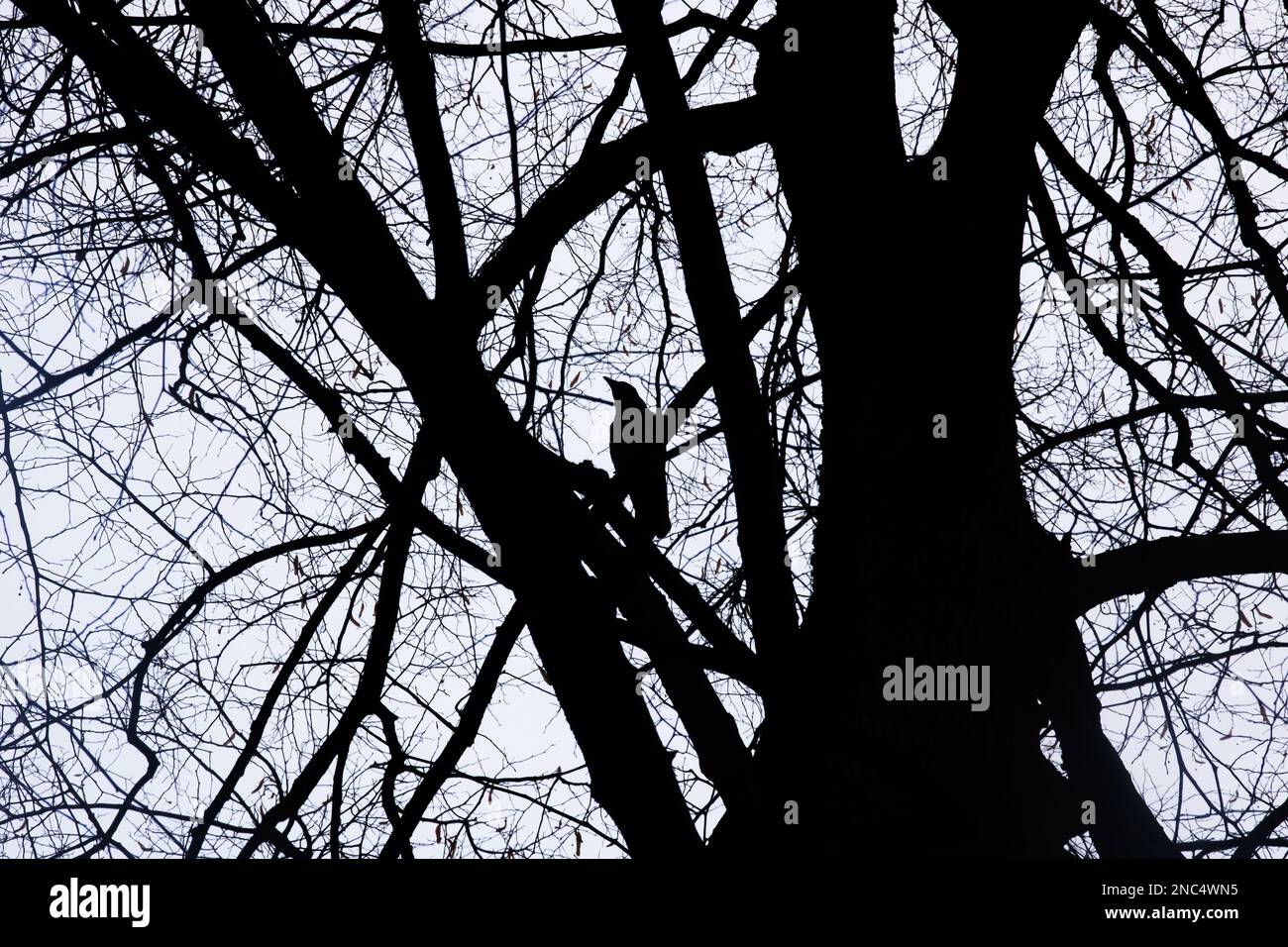 Silhouette of a crow among the branches of a tree in the shade Stock ...