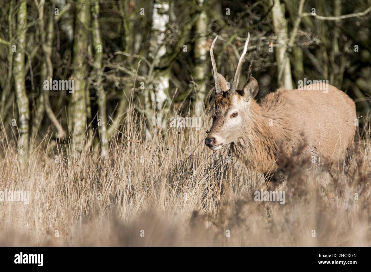 A stunning young Red Deer Buck in the winter sun, roaming and grazing ...