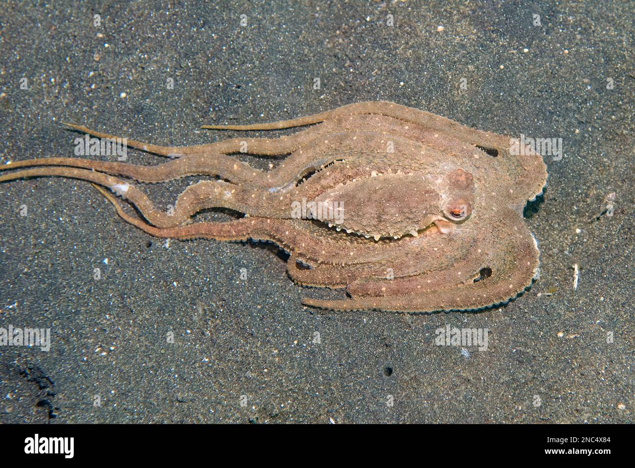 White-V Octopus, Abdopus sp, moving on sand, Hei Nus dive site, Lembeh ...
