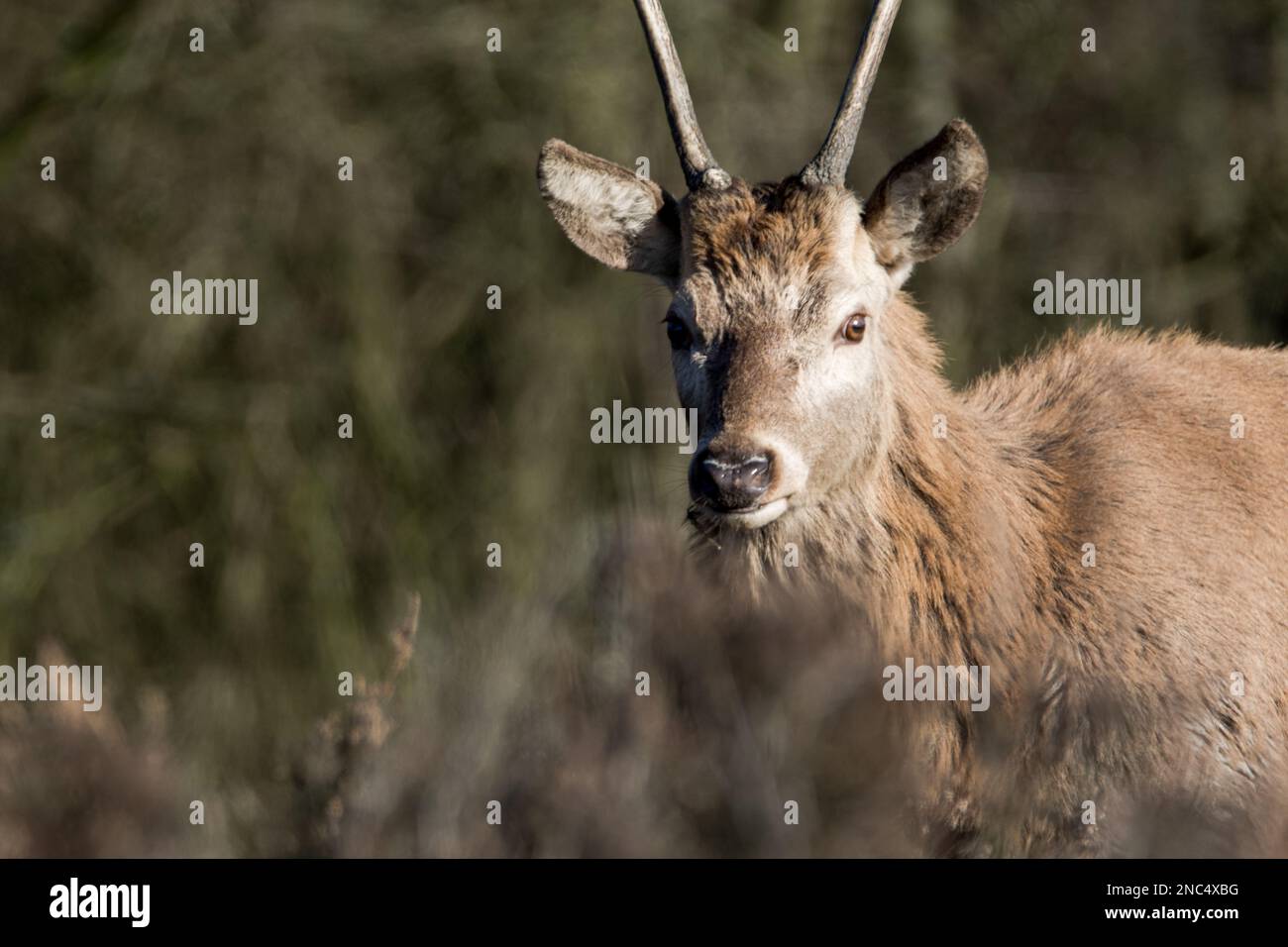A stunning young Red Deer Buck in the winter sun, roaming and grazing ...