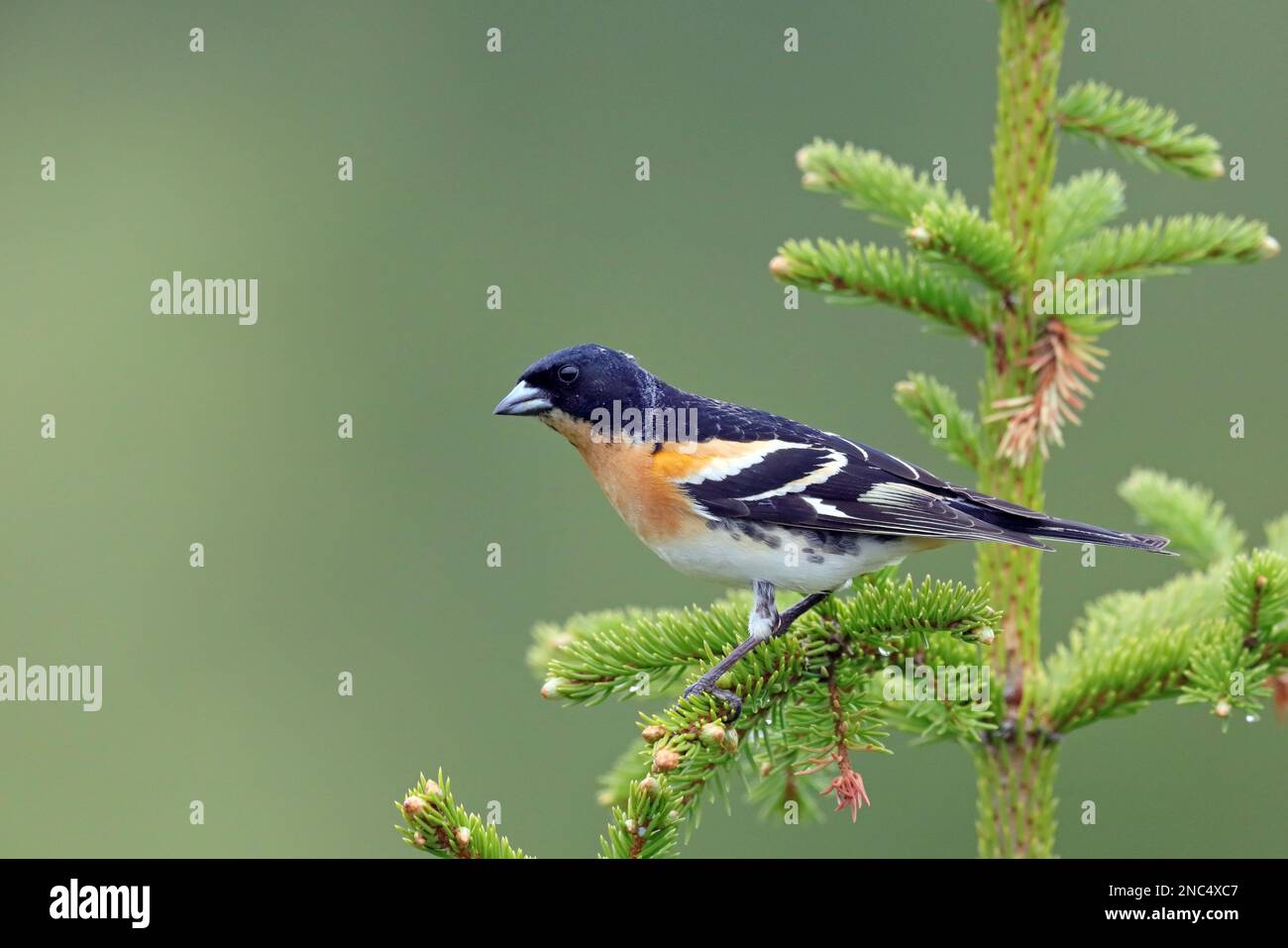 Side buds hi-res stock photography and images - Alamy