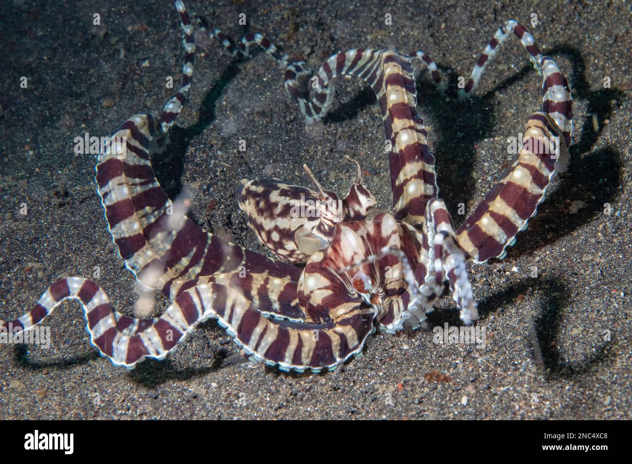 Mimic Octopus, Thaumoctopus mimicus, raising tentacles on sand, Jahir ...