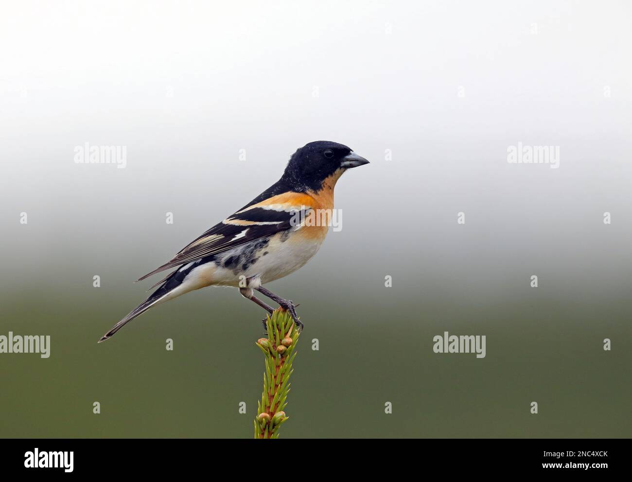 Brambling male, side on Stock Photo - Alamy