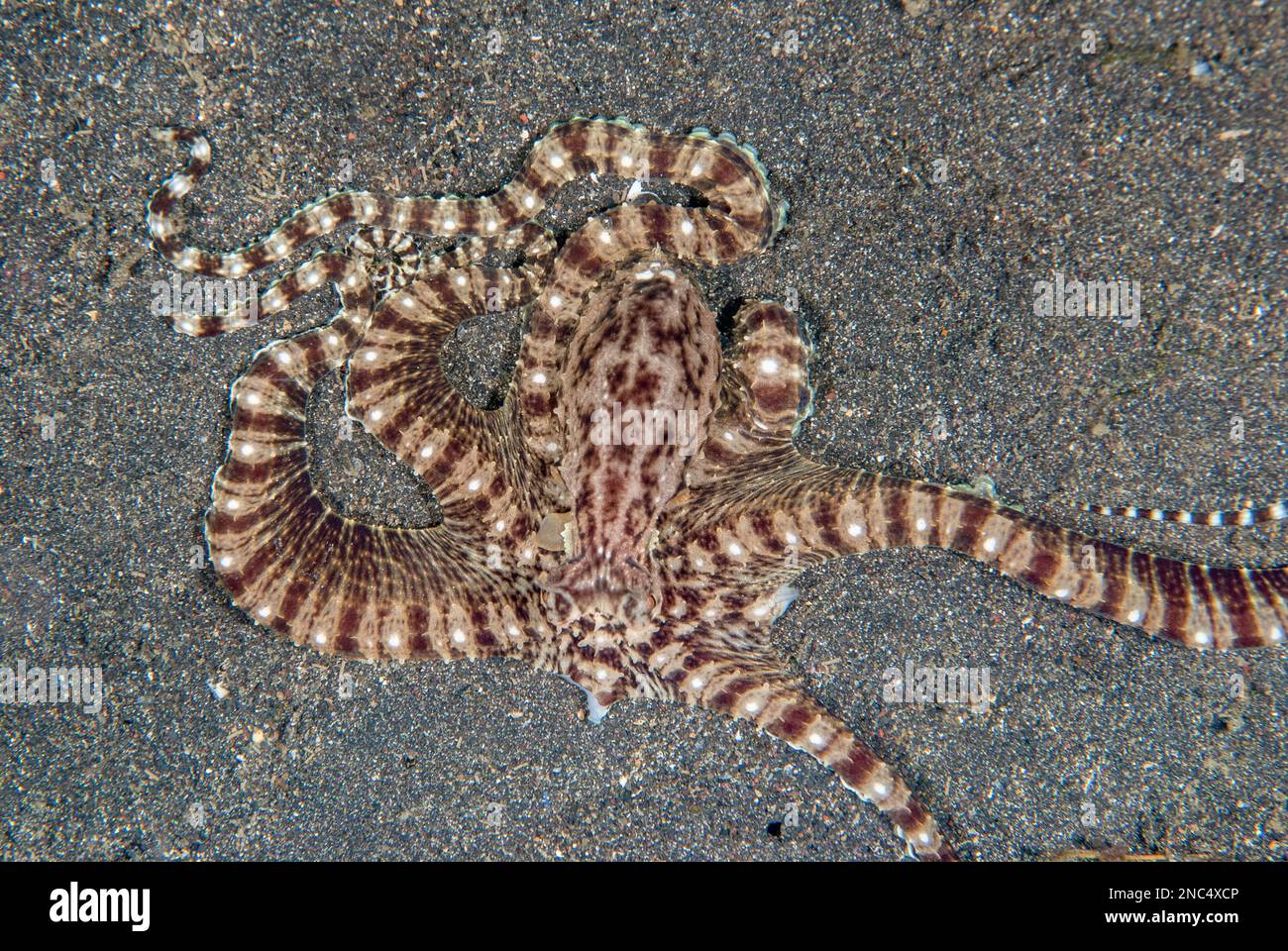 Mimic Octopus, Thaumoctopus mimicus, with extended skirt hunting on ...