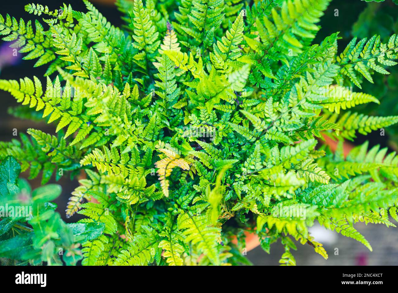 Fern cottage hi-res stock photography and images - Alamy