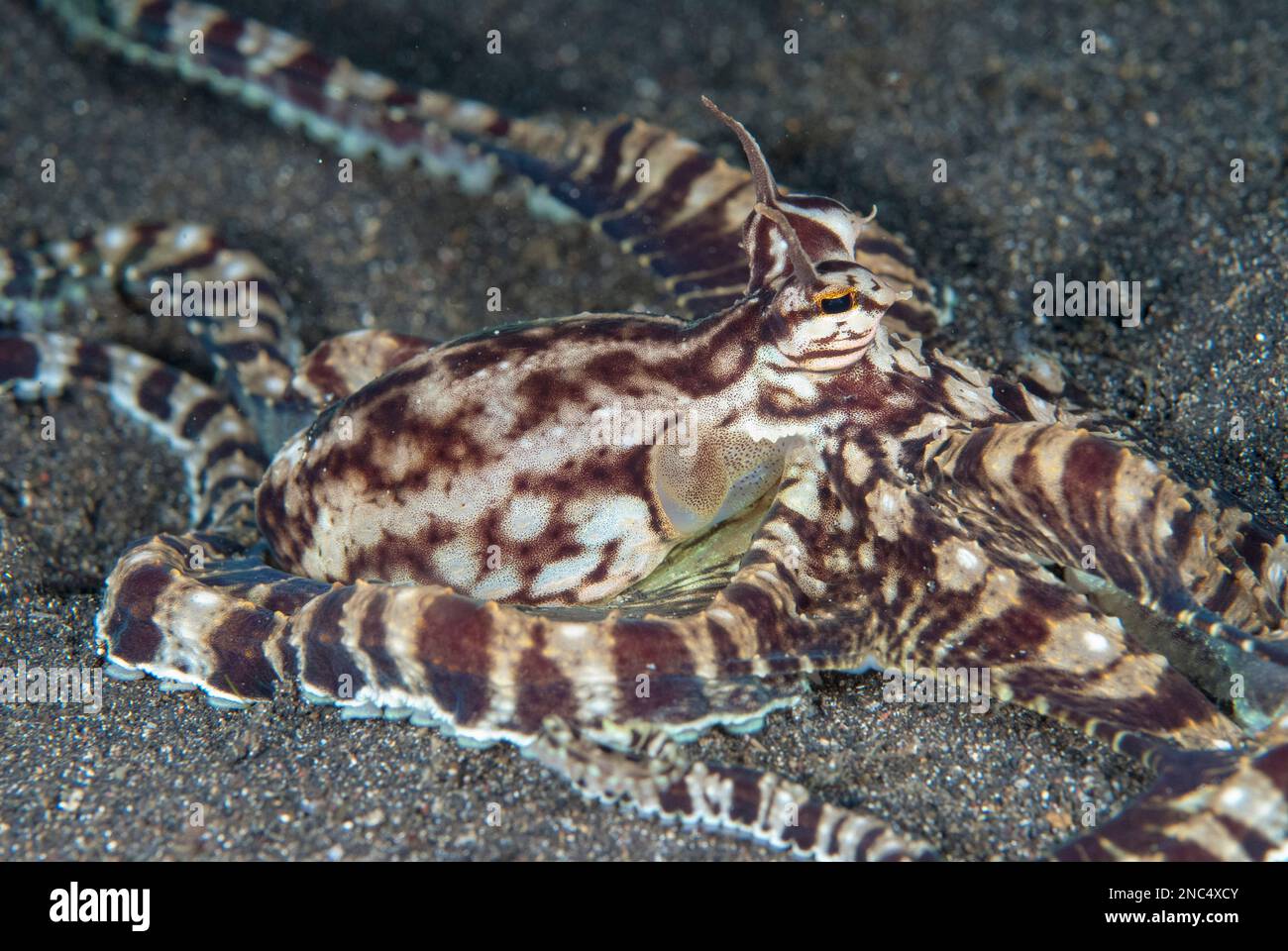 Mimic octopus hunting hi-res stock photography and images - Alamy