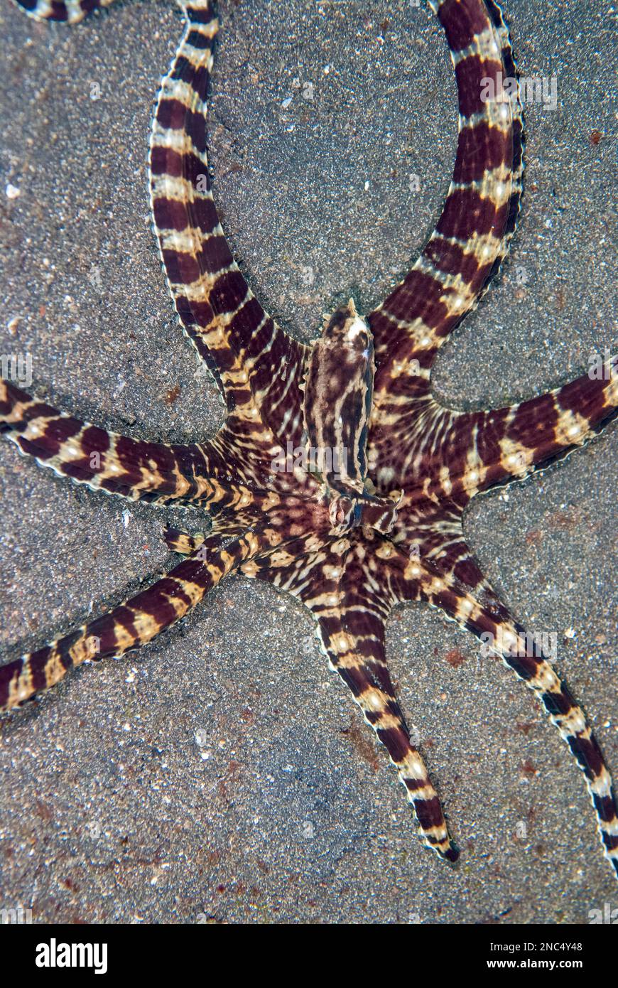 Mimic Octopus, Thaumoctopus mimicus, with extended skirt hunting on ...