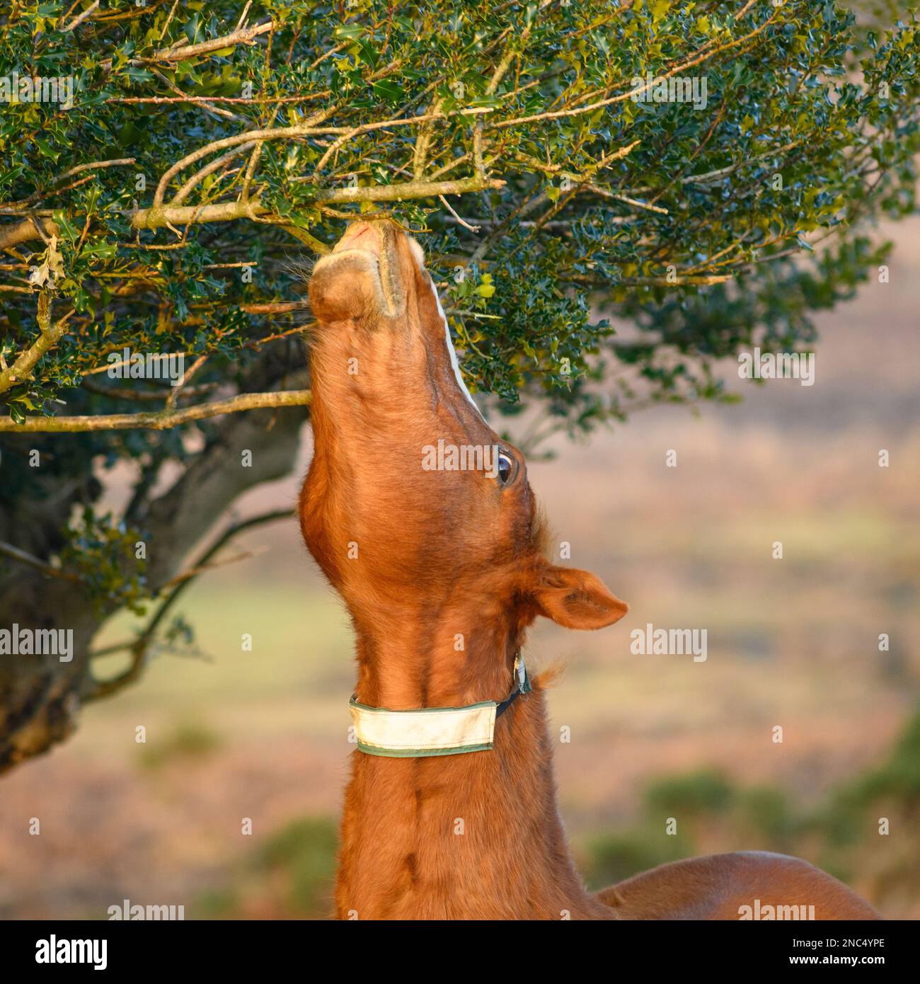 New Forest pony stretching upwards to reach the leaves on the lowest ...