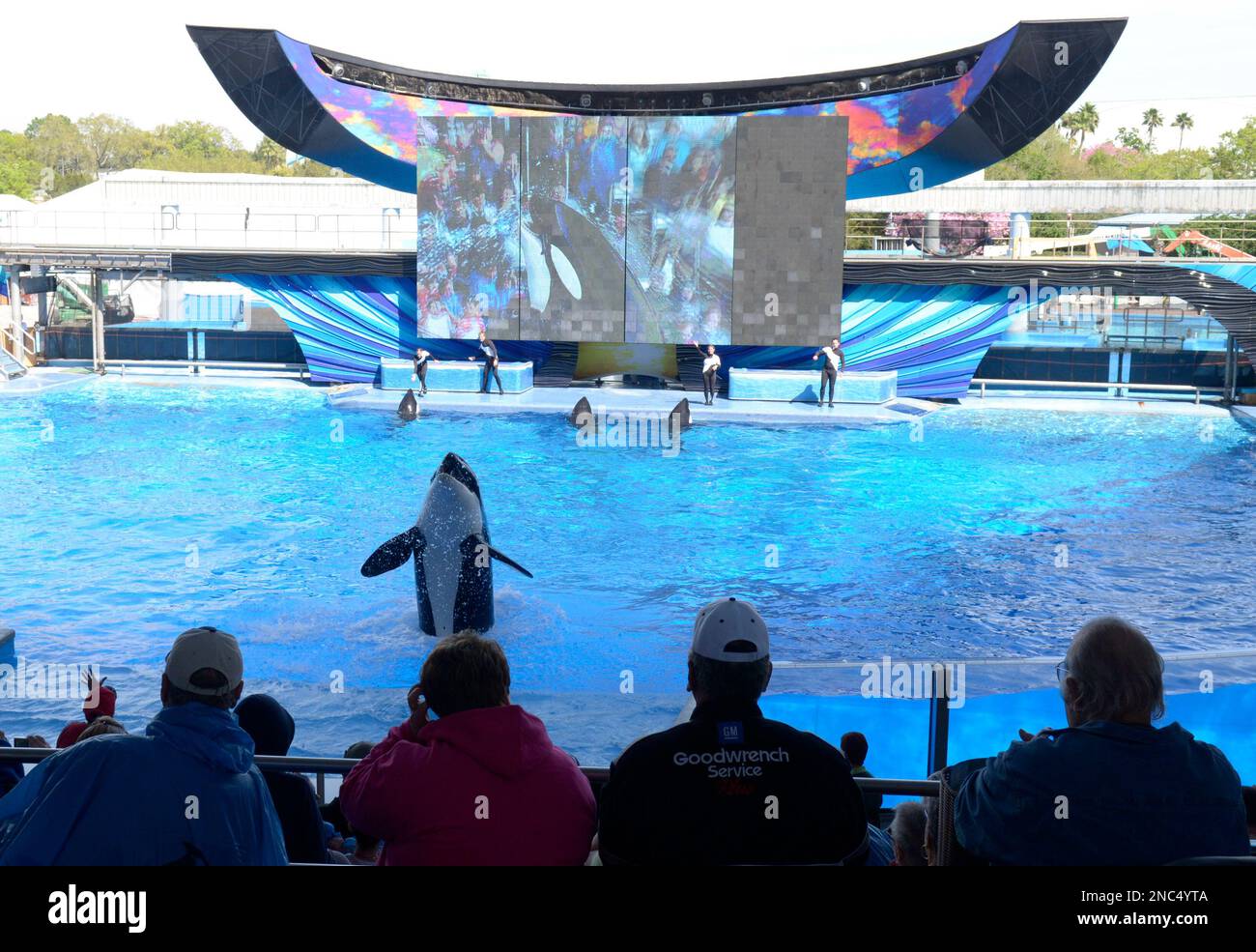 Guests watch the Believe killer whale show in Shamu Stadium at the ...
