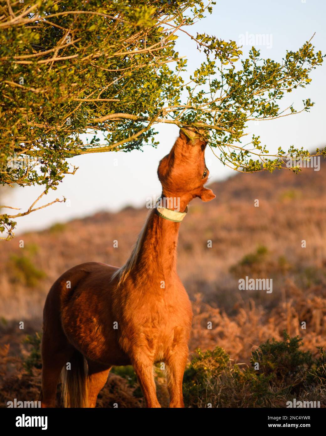 New Forest pony stretching upwards to reach the leaves on the lowest ...