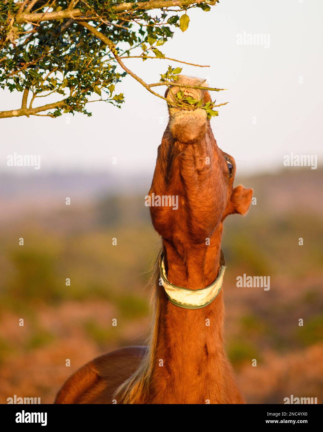 New Forest pony stretching upwards to reach the leaves on the lowest ...