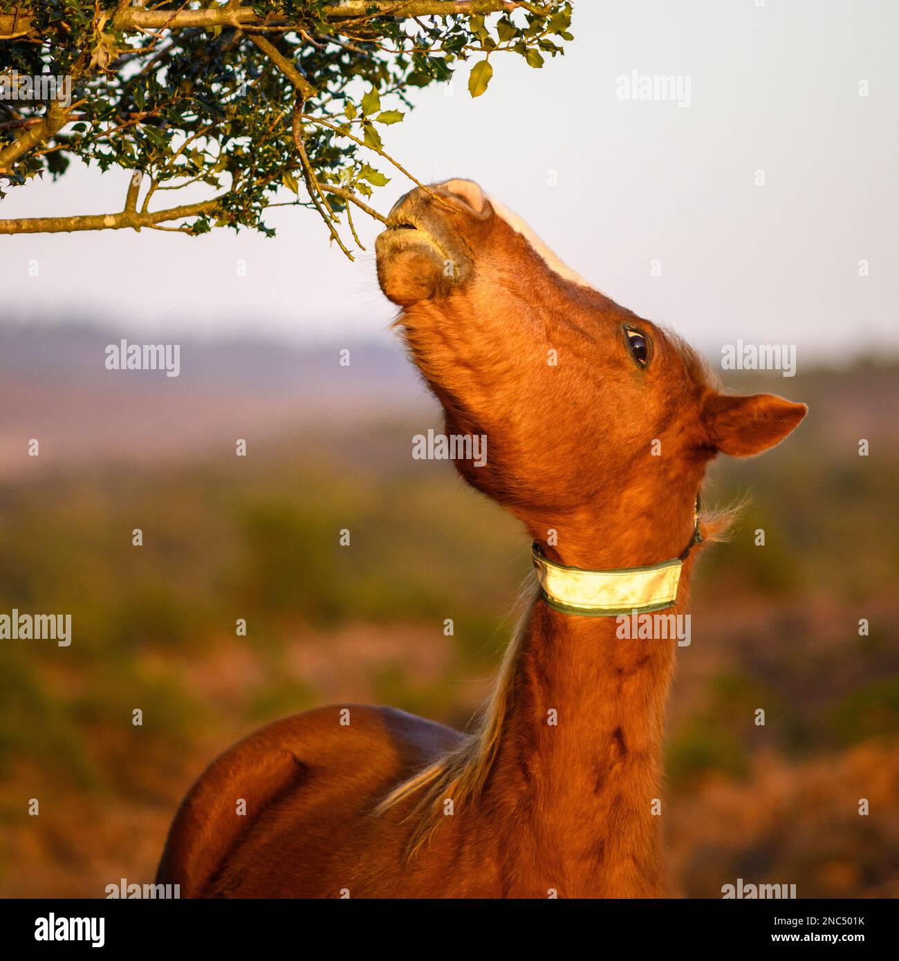 New Forest pony stretching upwards to reach the leaves on the lowest ...