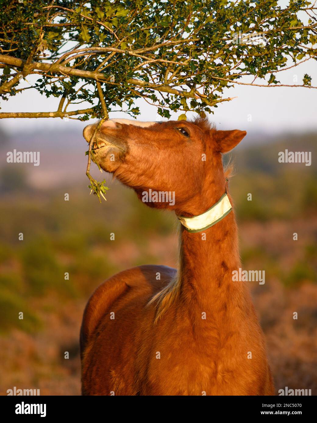 New Forest pony stretching upwards to reach the leaves on the lowest ...