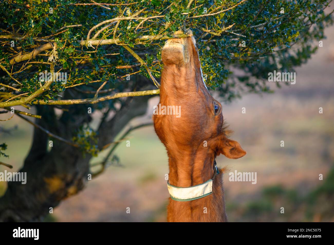 New Forest pony stretching upwards to reach the leaves on the lowest ...