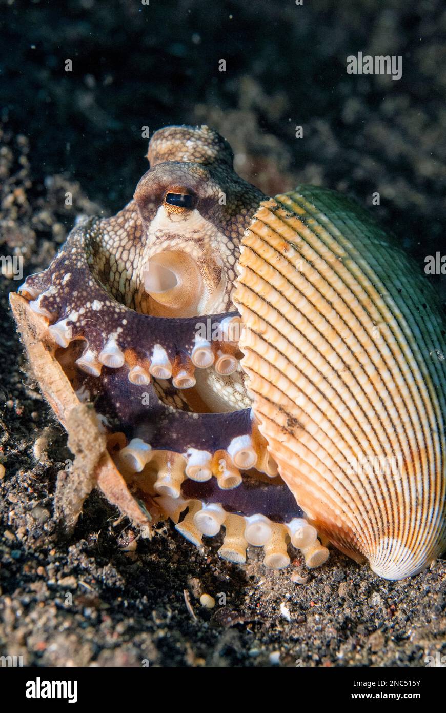 Veined Octopus, Amphioctopus marginatus, protecting itself with shells ...