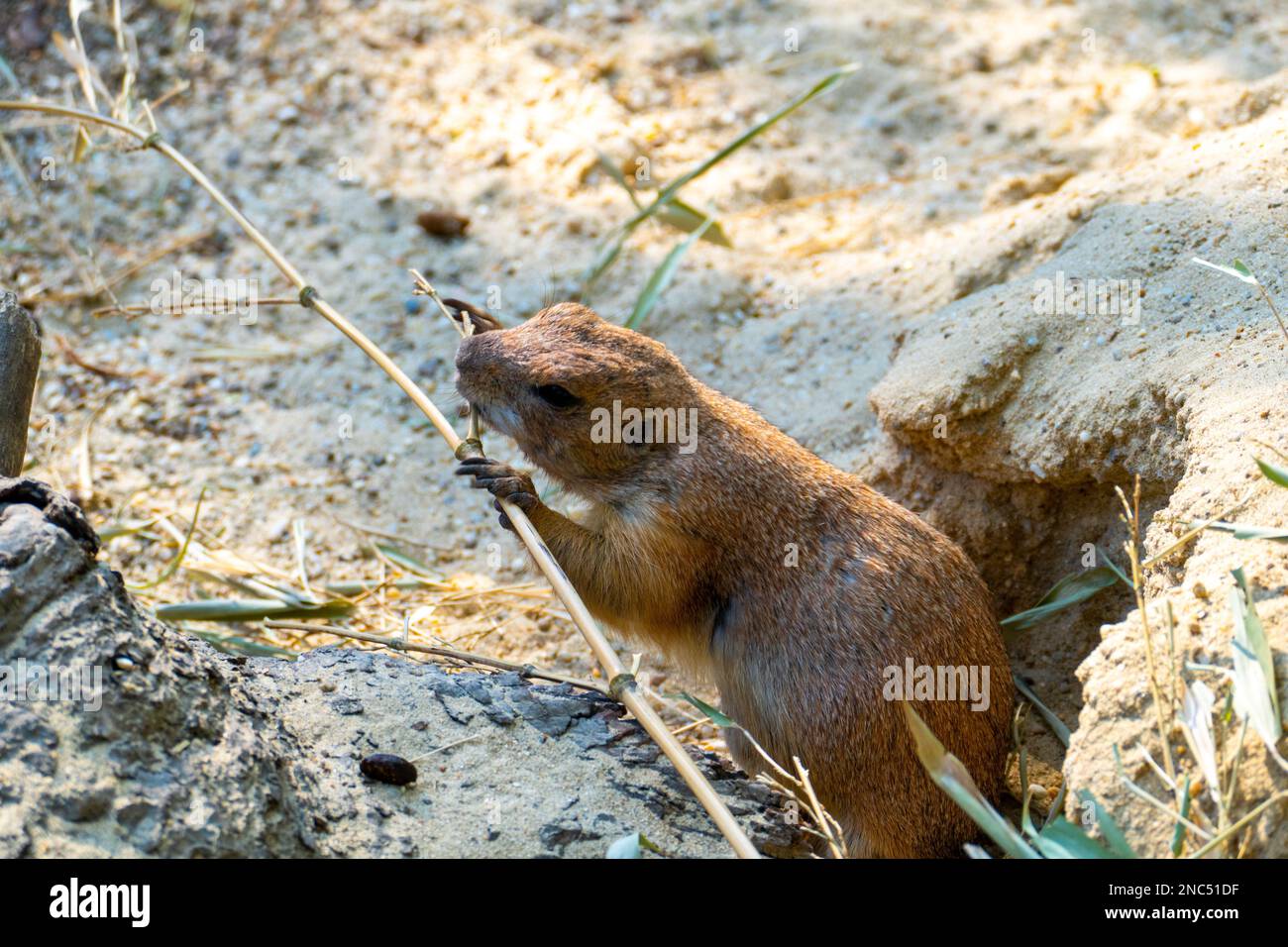 Eating twig hi-res stock photography and images - Alamy