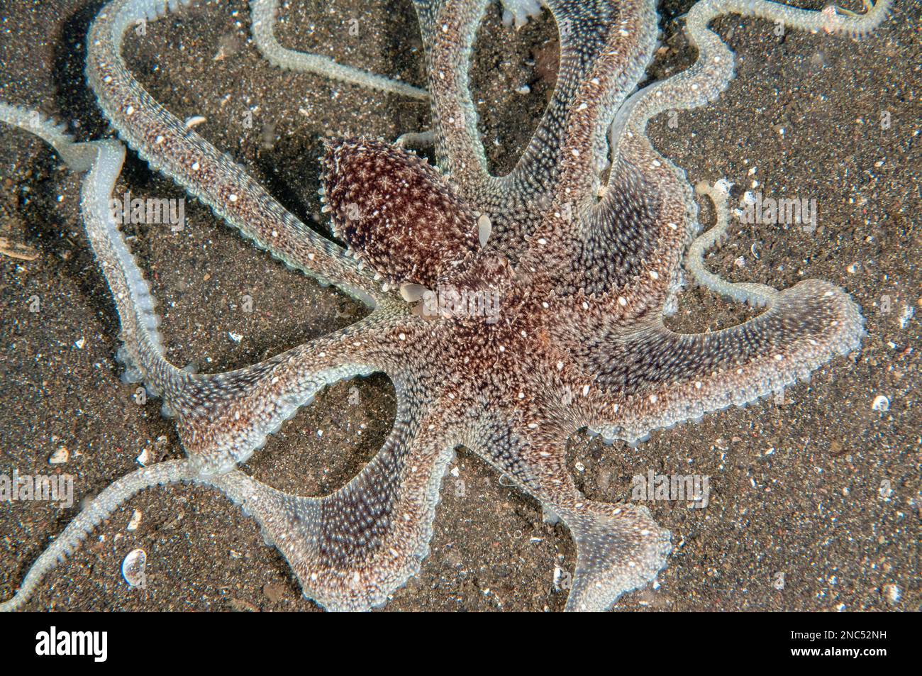 White-V Octopus, Abdopus sp, with extended skirt hunting on sand, Air ...