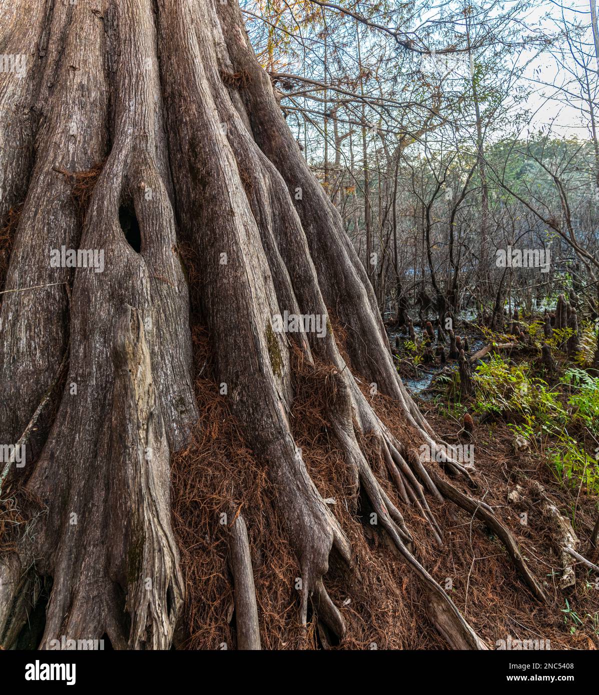 Fluted base of Pond Cypress trees in slough at Indian Lake State park ...