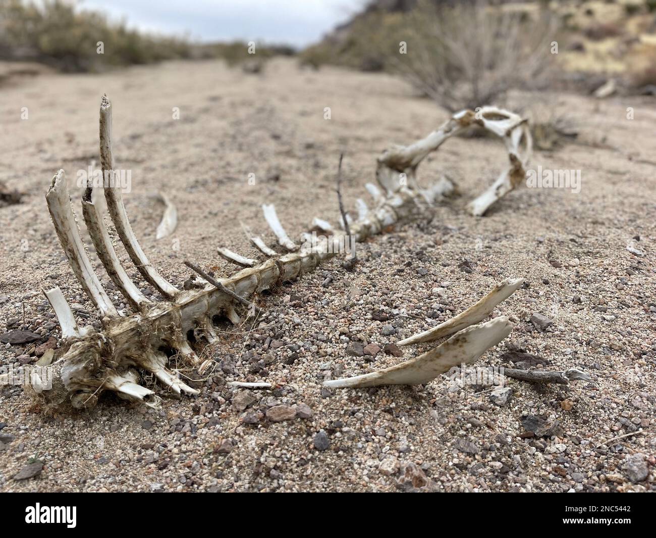 Dead buried sand animal hi-res stock photography and images - Alamy