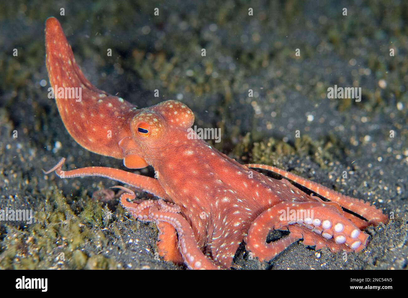 Starry Night Octopus, Callistoctopus luteus, on sand, TK1 dive site ...