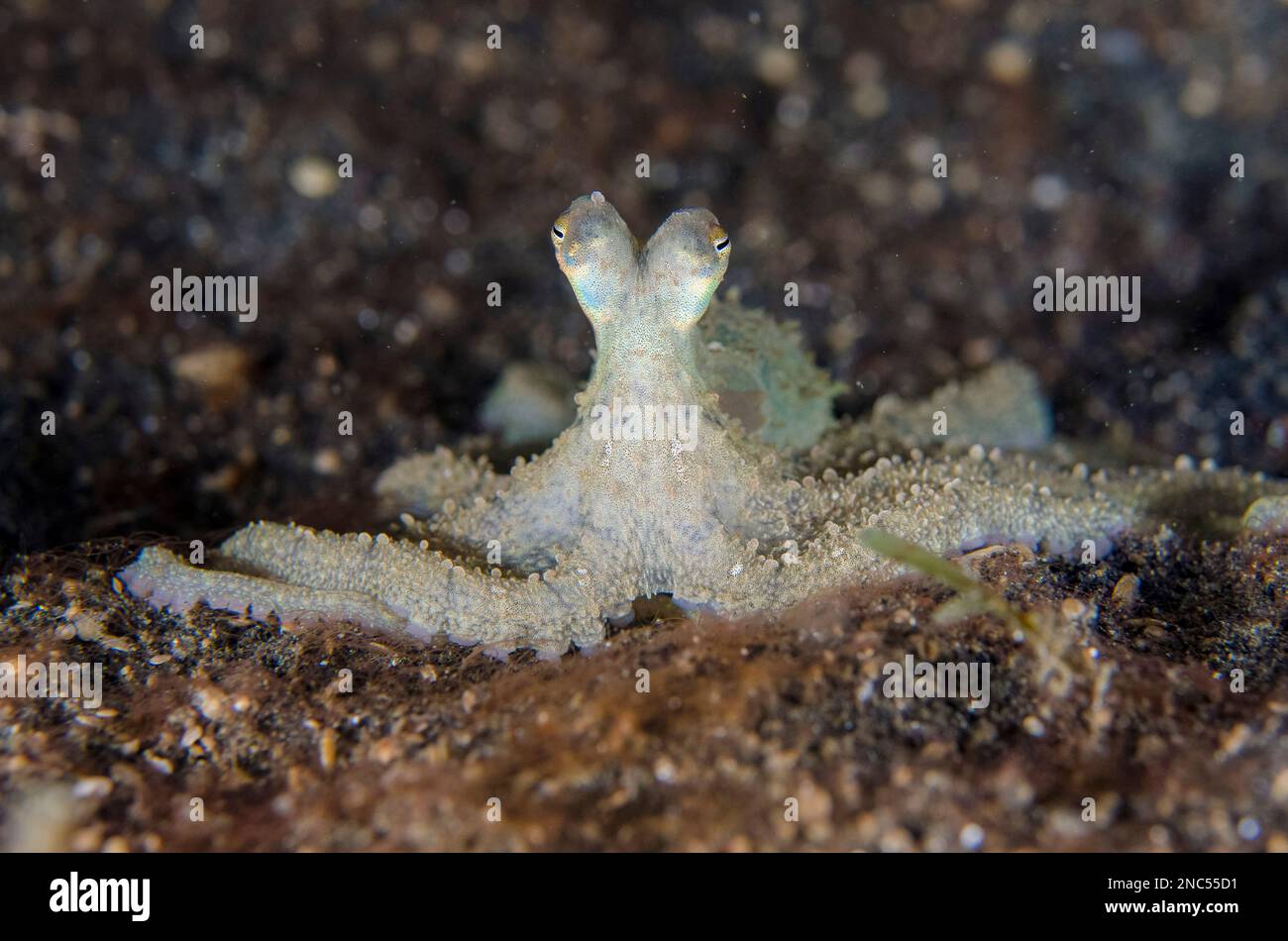 White octopus hi-res stock photography and images - Alamy