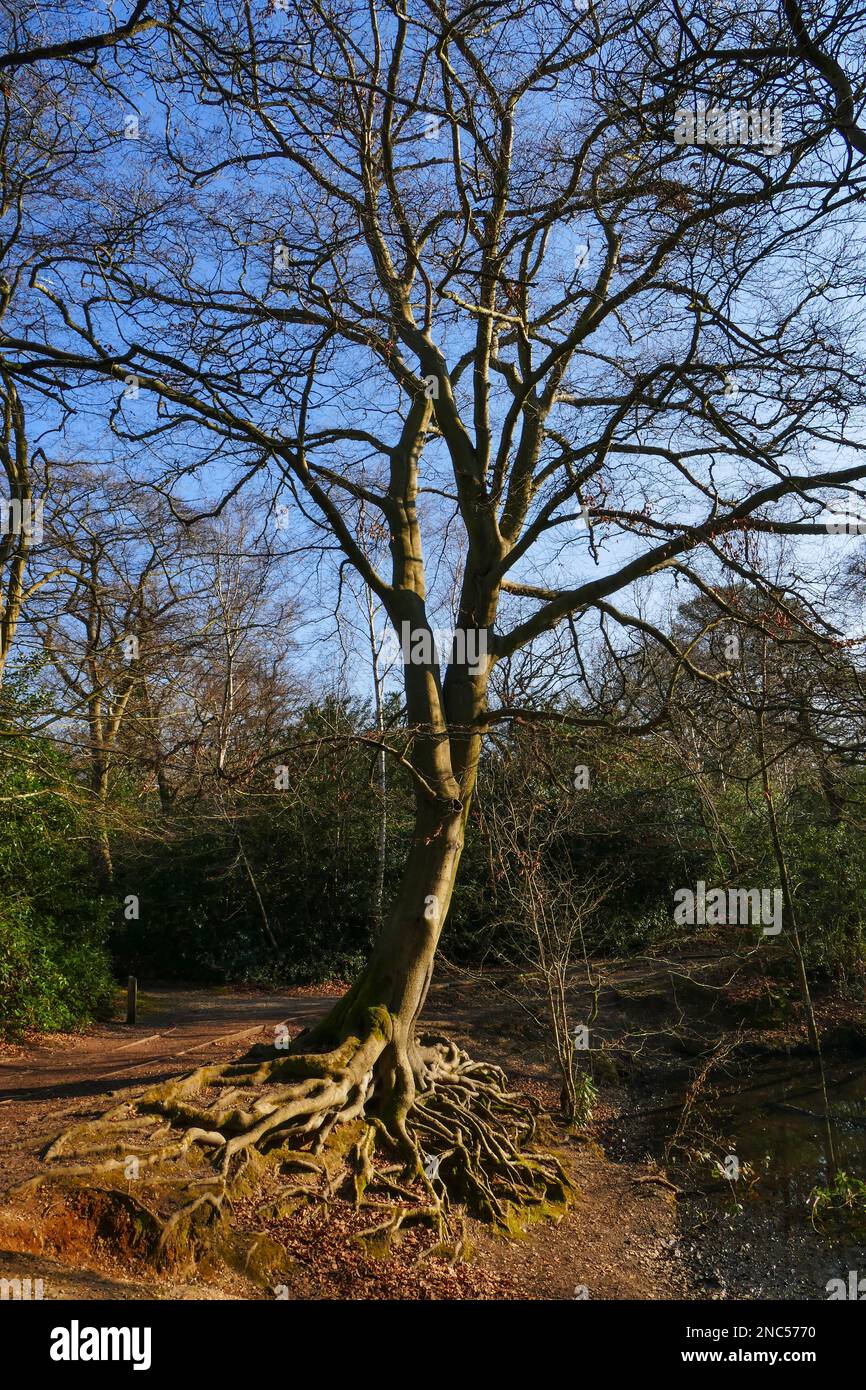 Buckhurst hill hi-res stock photography and images - Alamy