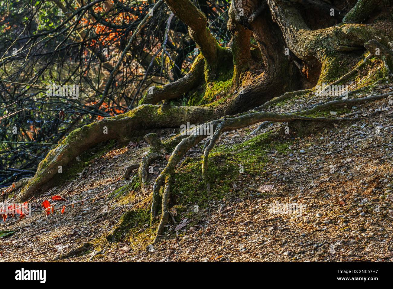 European Beech tree with exposed roots, Knighton Wood, Buckhurst Hill ...