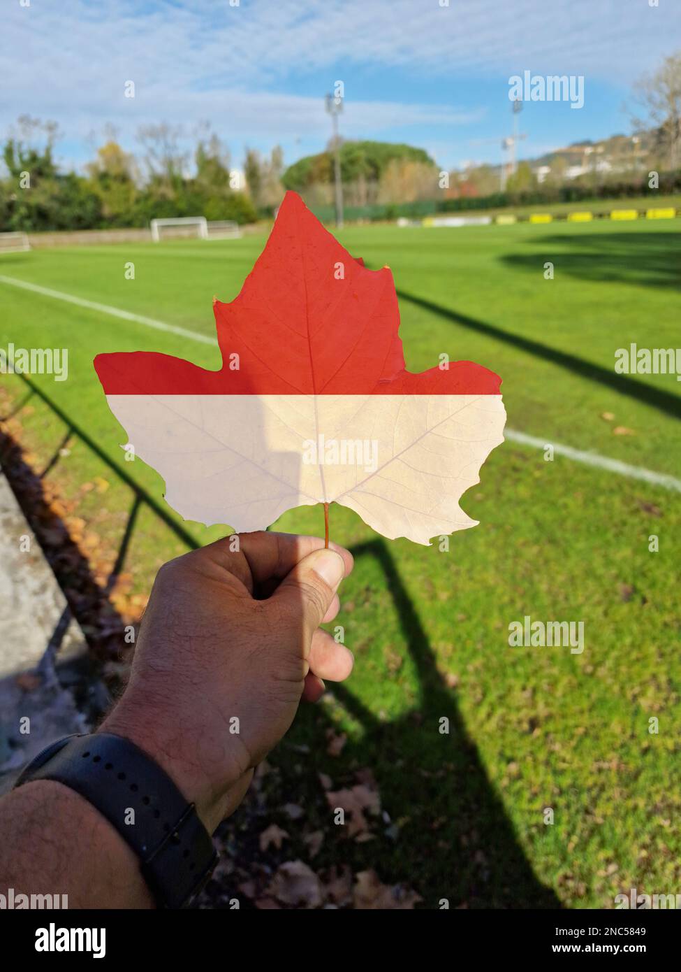 hand holding a tree leaf with the flag of Monaco Stock Photo - Alamy