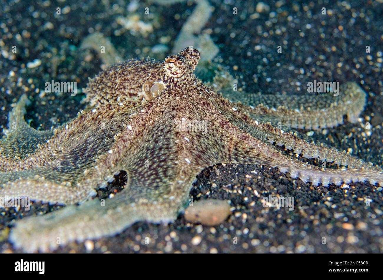 White-V Octopus, Abdopus sp, with extended skirt huting on sand ...