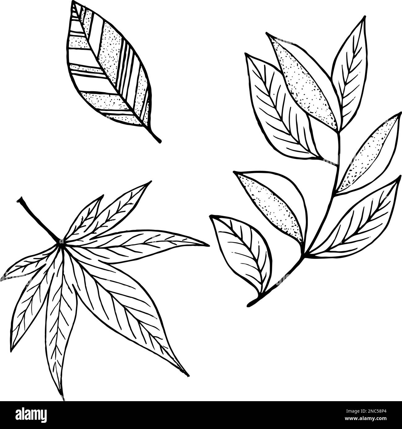 Vector set of leaves, collection of hand-drawn leaves Stock Vector ...