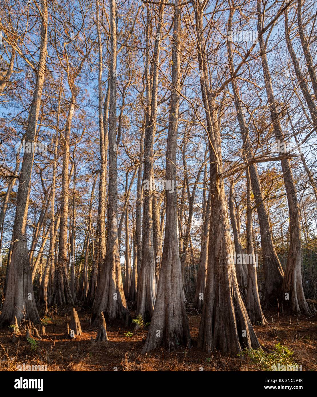 Fluted base of Pond Cypress trees in slough at Indian Lake State park ...