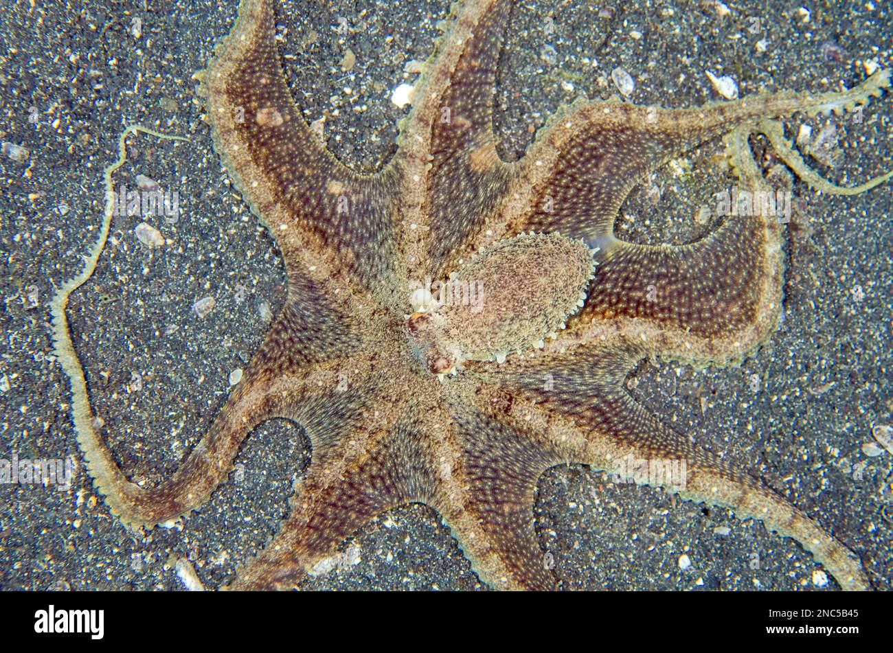 Long-armed Octopus, Octopus sp, with extended skirt hunting on sand ...